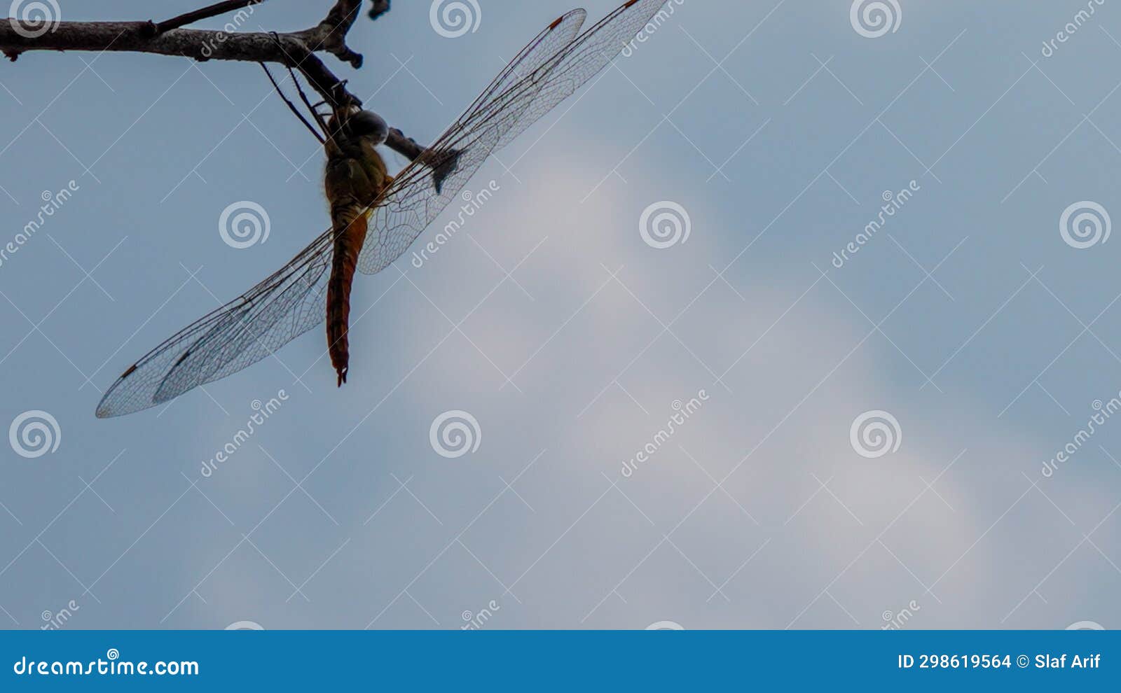 Bottom View of a Dragonfly Perched on a Branch Stock Photo - Image of ...