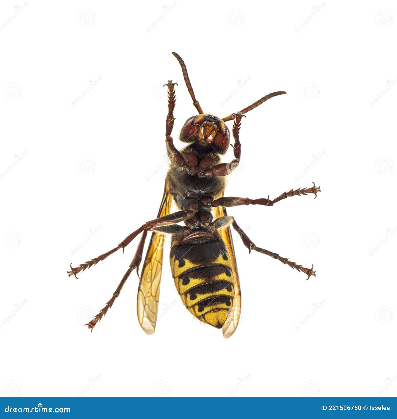 Bottom View of a European Hornet, Isolated Stock Photo - Image of vespa ...