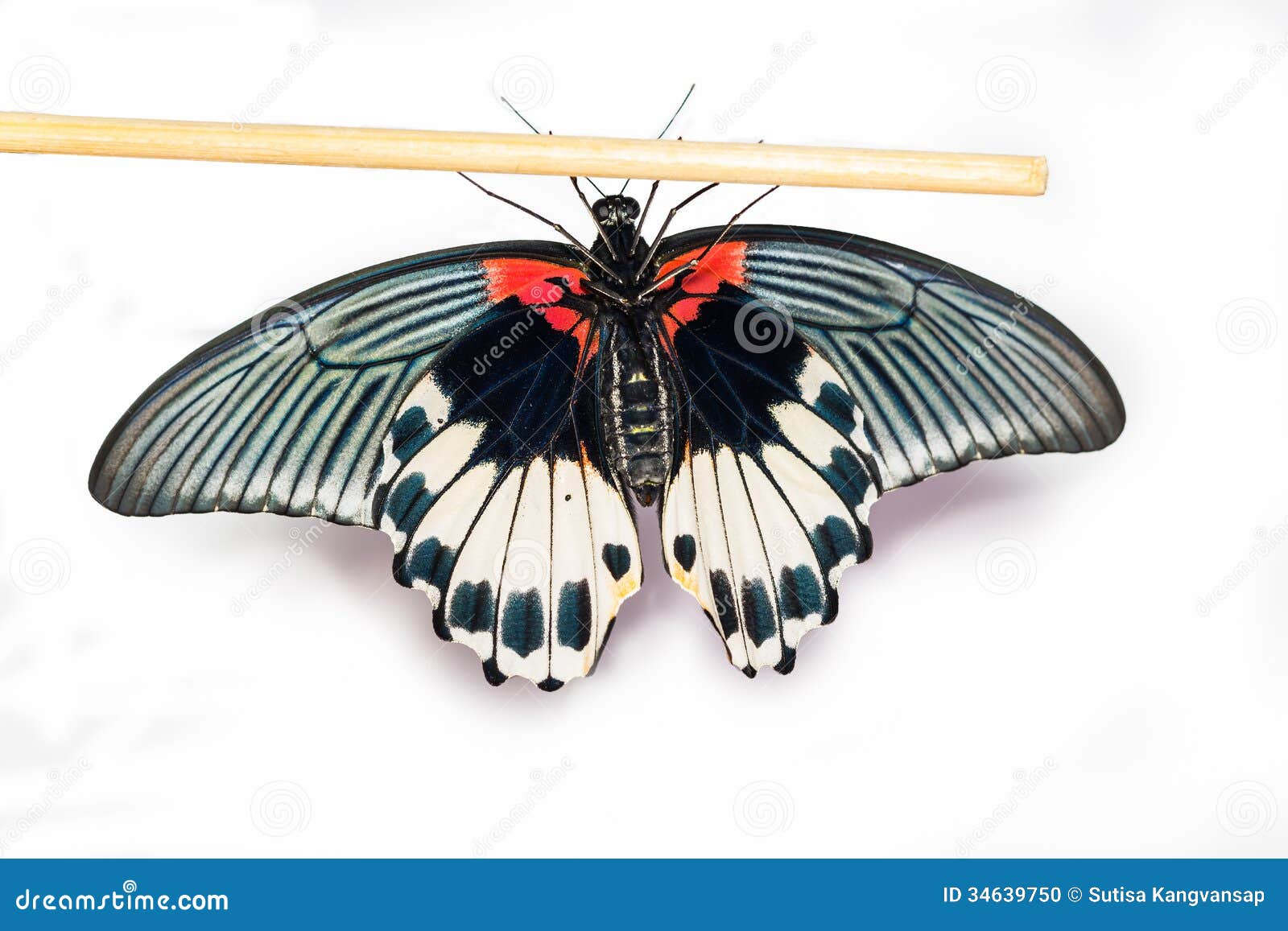 Bottom View of Female Great Mormon Butterfly Stock Photo - Image of ...