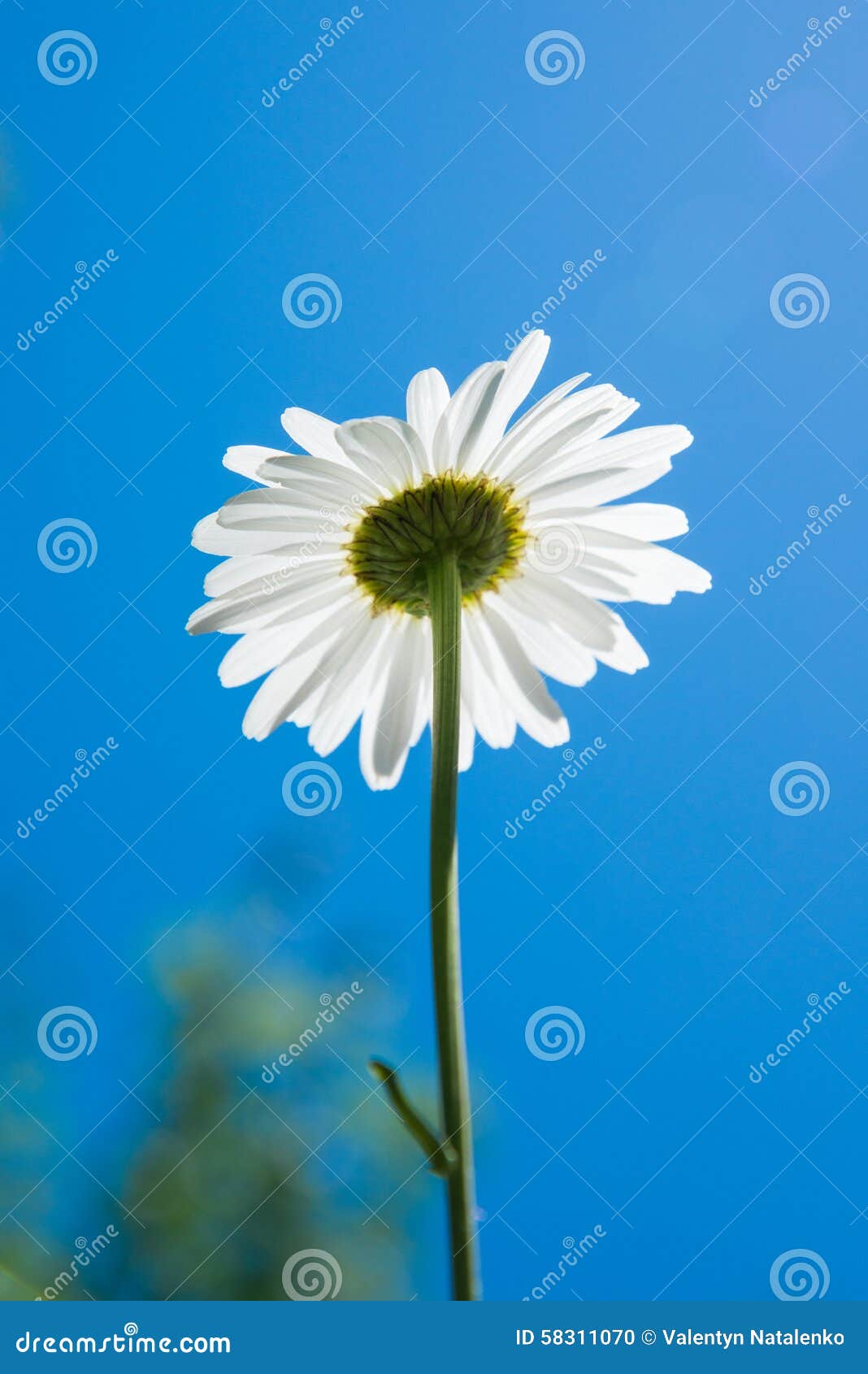 Blooming Flower Bottom View Stock Photo - Image of background, spring ...