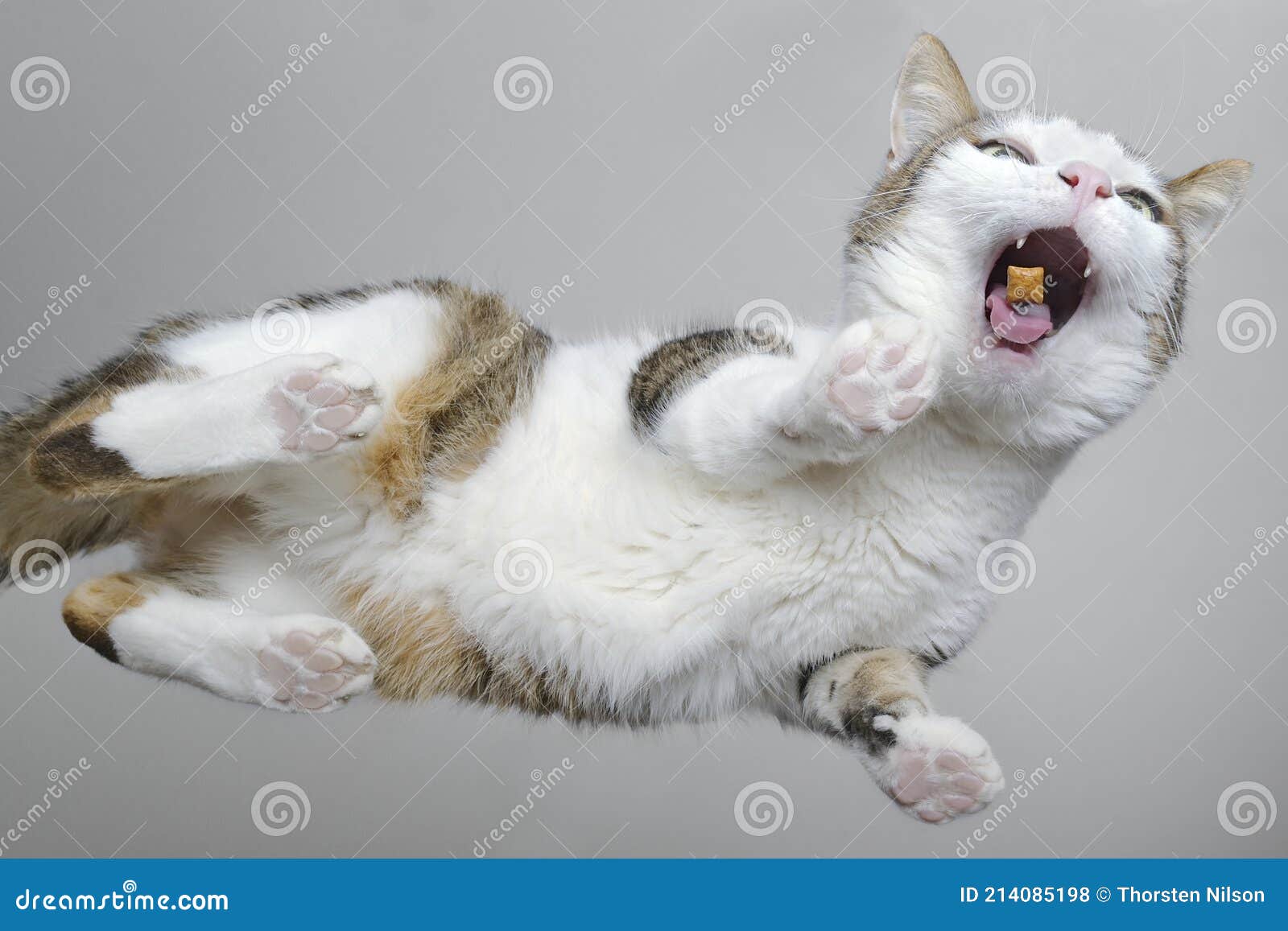 Bottom View of Funny Tabby Cat Eating Treats. Stock Photo - Image of ...