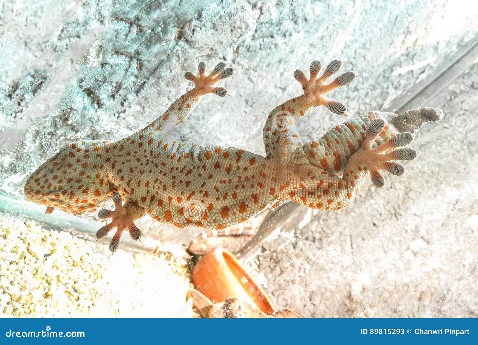 Bottom View of Gecko Lizard on Glass Stock Image - Image of spotted ...