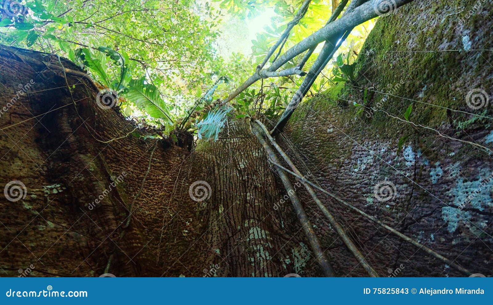 Bottom View of Giant Tree in the Jungle Stock Image - Image of outdoor ...