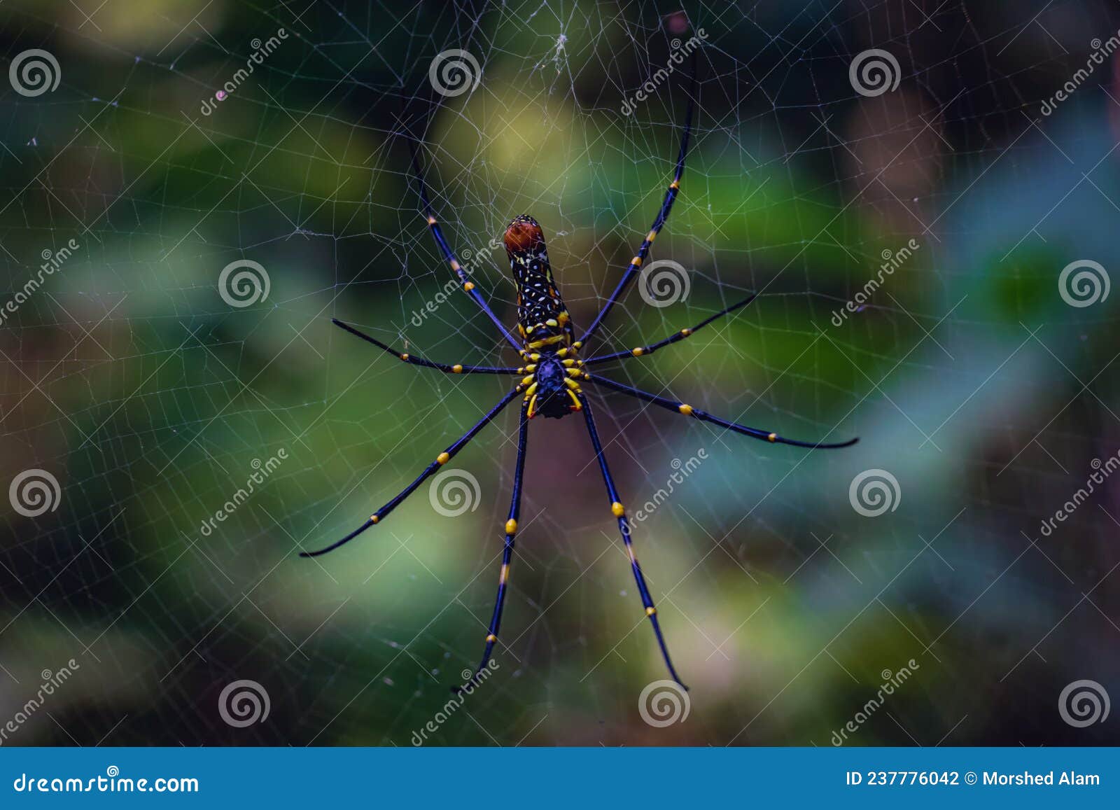 Bottom View of Golden Orb Web Spider Nephila Pilipes Stock Photo ...
