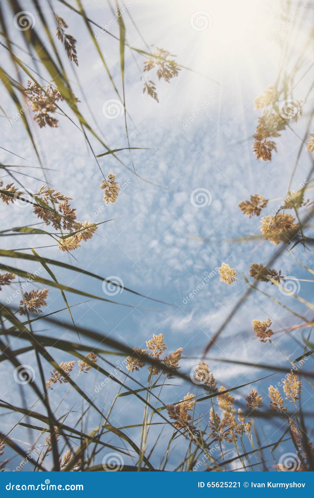 Bottom View from Grass on the Sky Stock Image - Image of season ...