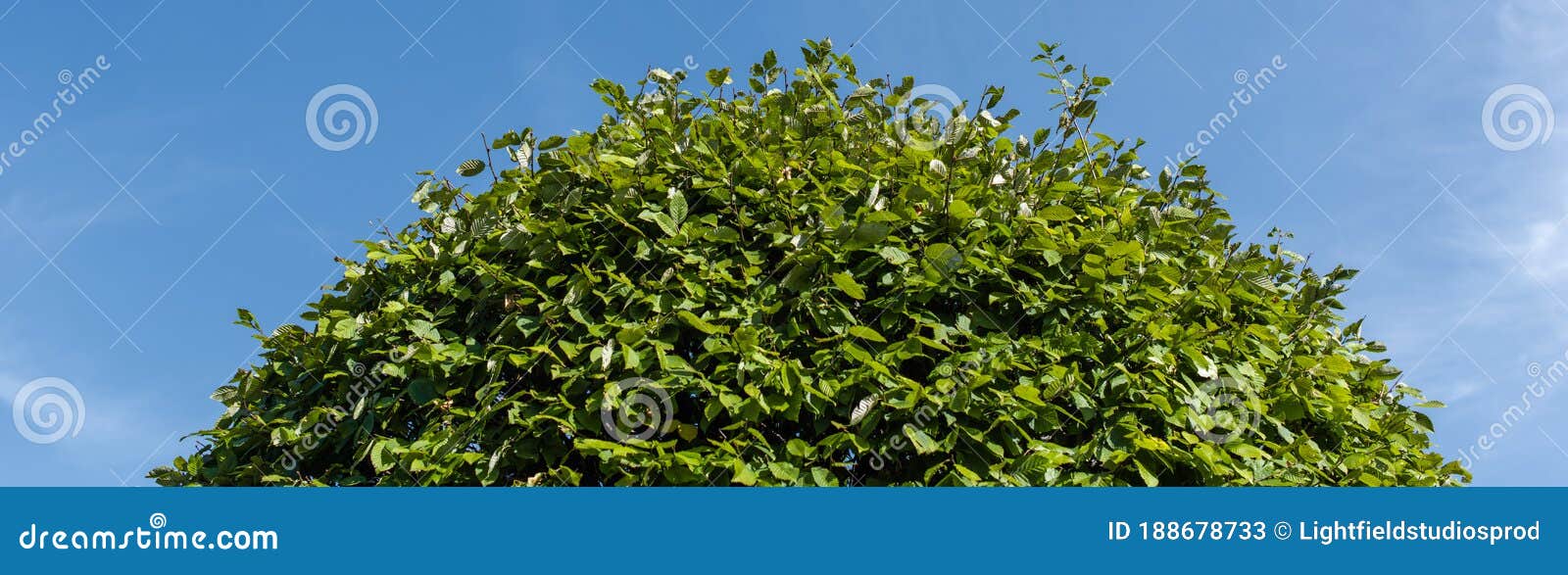 Bottom View of Green Bush with Blue Sky at Background Stock Image ...