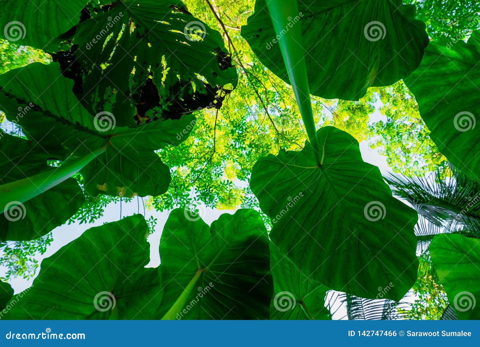 Bottom View Green Leaf of Tropical Giant Taro Leaf Texture.forest and ...