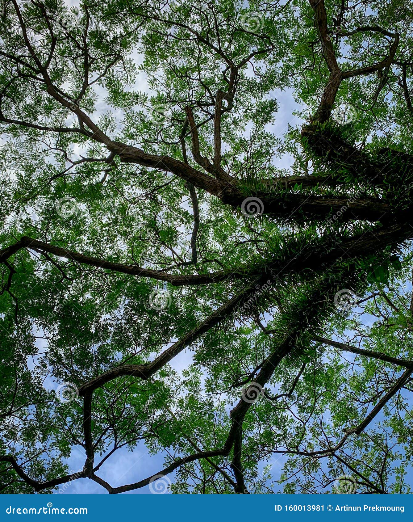 Bottom View of Green Tree and Branches with Bright Blue Sky and White ...