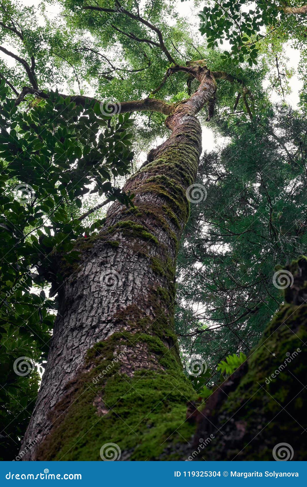 Tree from the bottom stock photo. Image of natural, light - 119325304