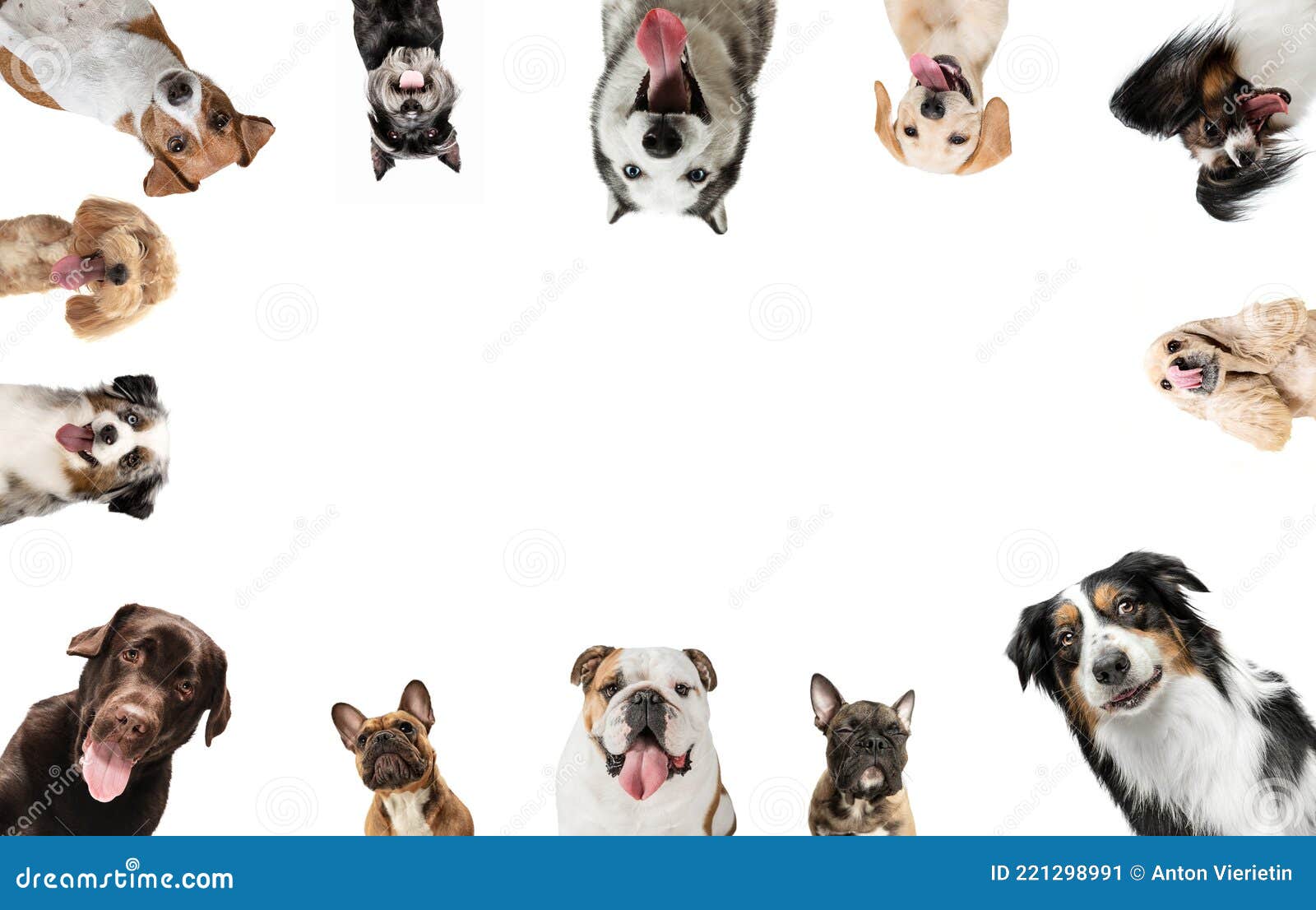 Bottom View of Group of Different Purebred Dogs Looking at Camera ...