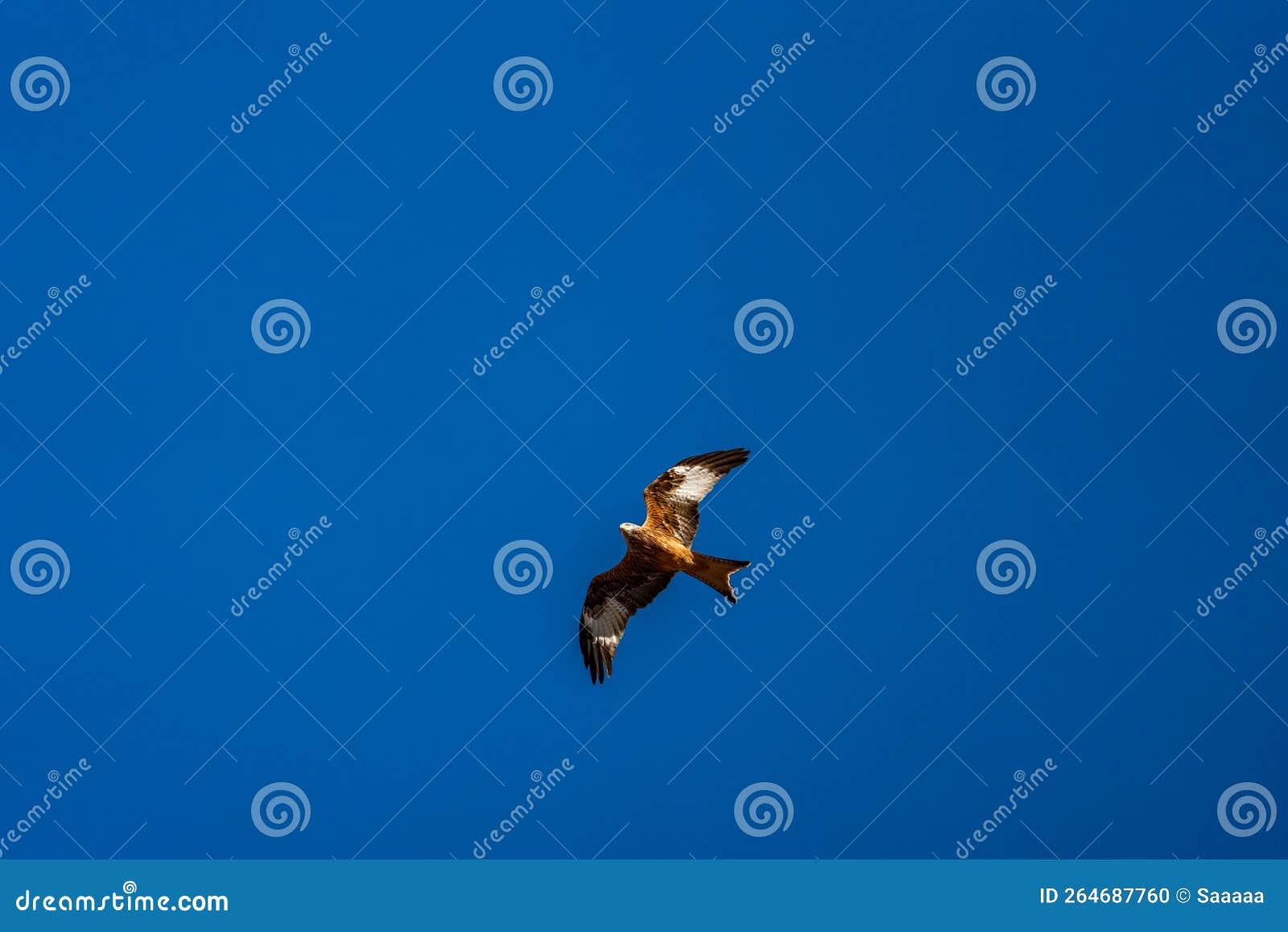 Bottom View of Kite Flying Over Deep Blue Sky Stock Photo - Image of ...