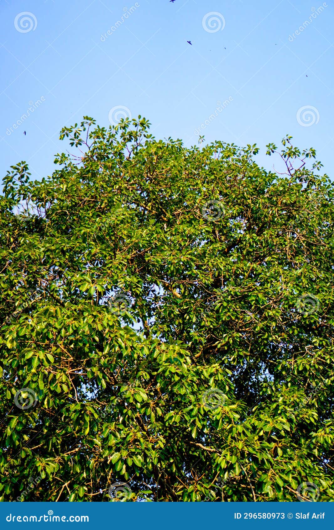 Bottom View of a Large Tree with Dense Leaves. Stock Image - Image of ...