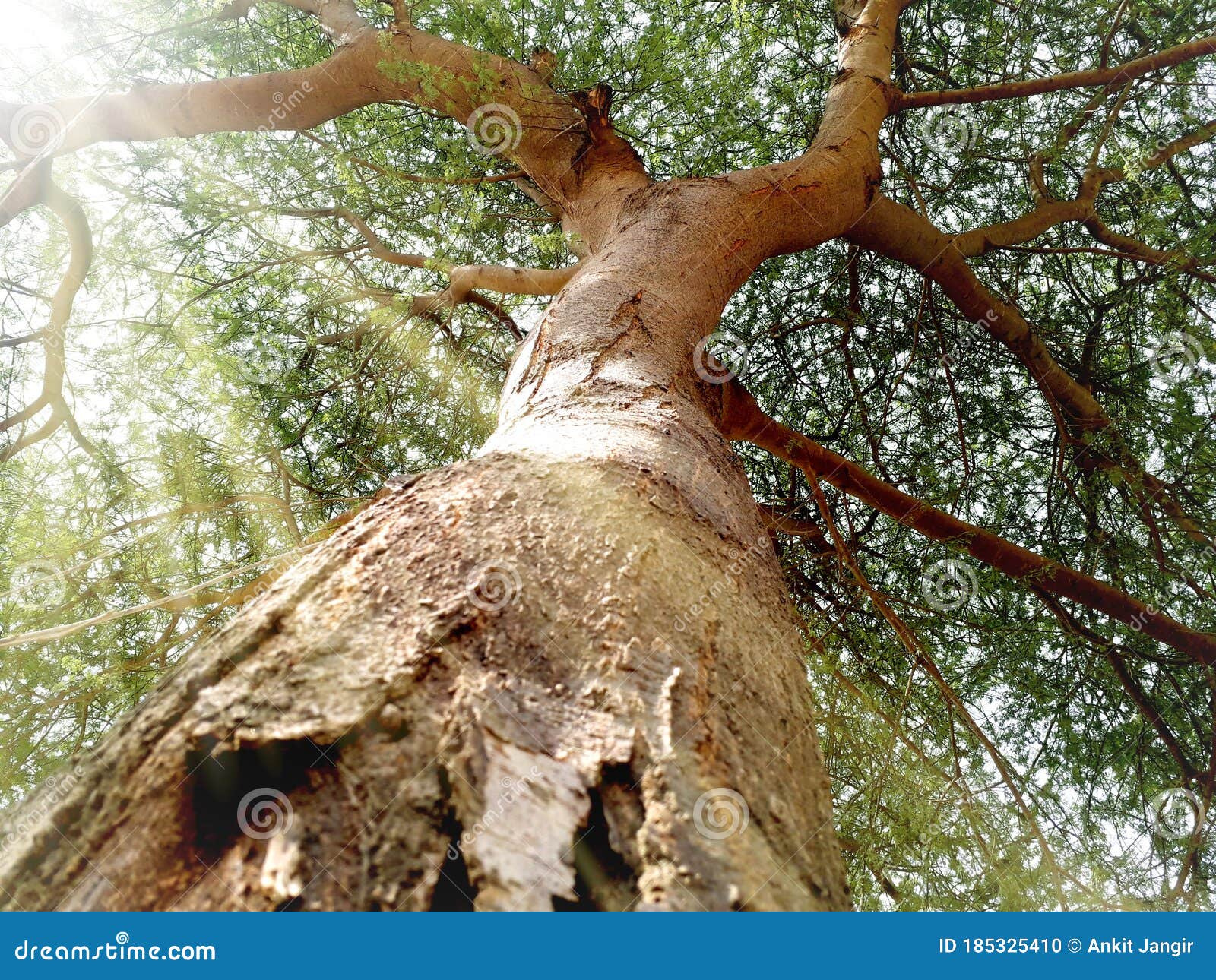 1,894 Tree Trunk Sunlight Effect Photos - Free & Royalty-Free Stock ...