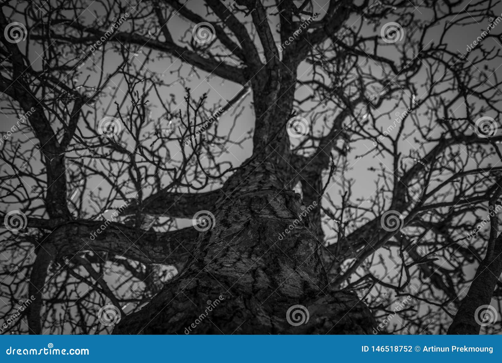 Bottom View of Leafless Tree. Looking Up View of Dead Tree Stock Photo ...