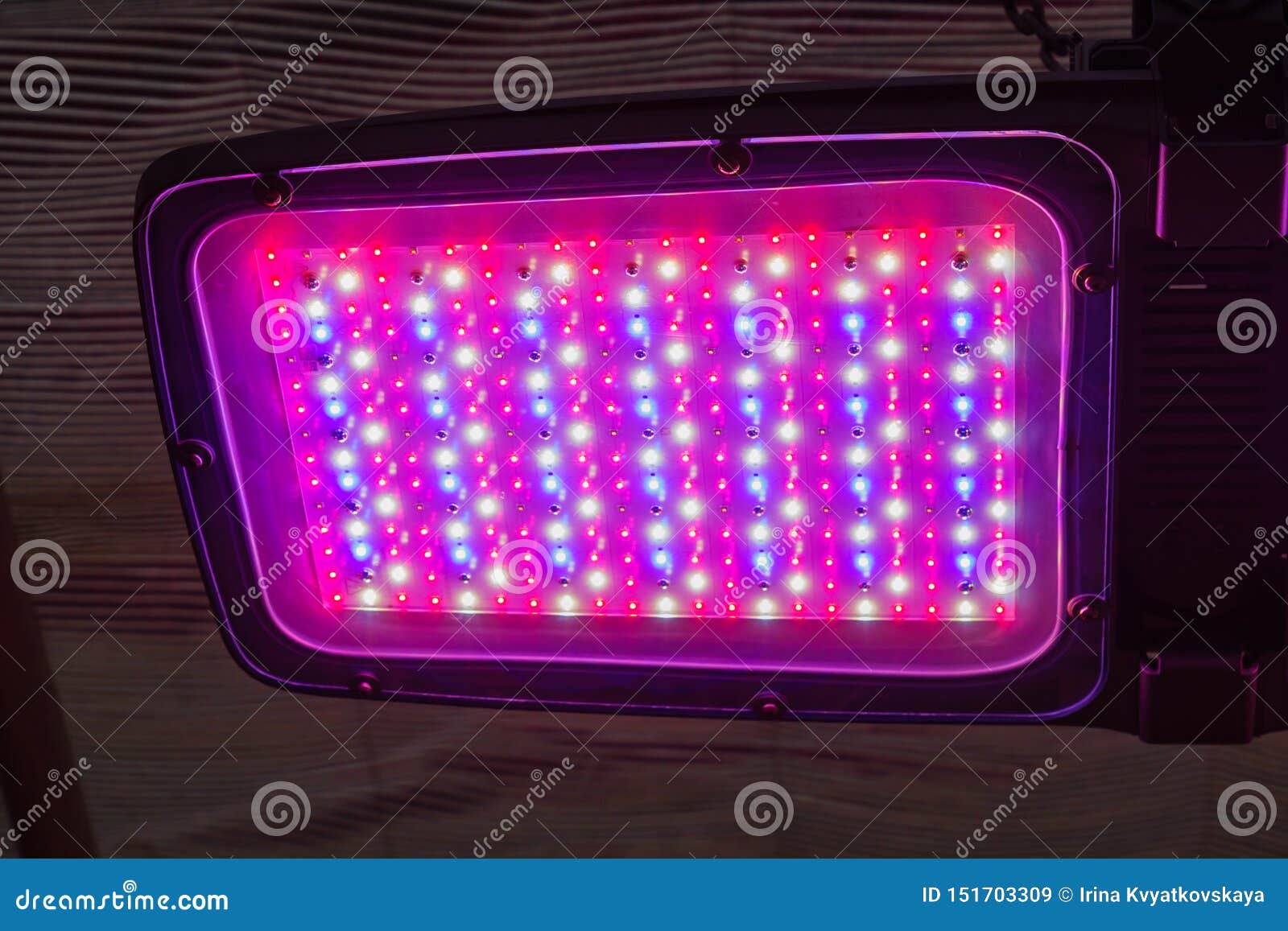 Bottom View of LED Phytolamp for Plants with Red Spectrum Stock Image ...