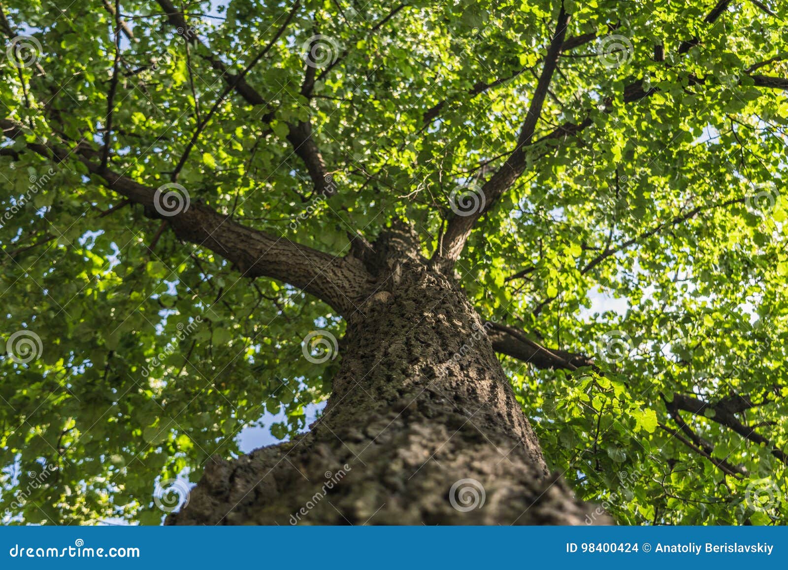 Bottom view of an old tree stock photo. Image of bright - 98400424