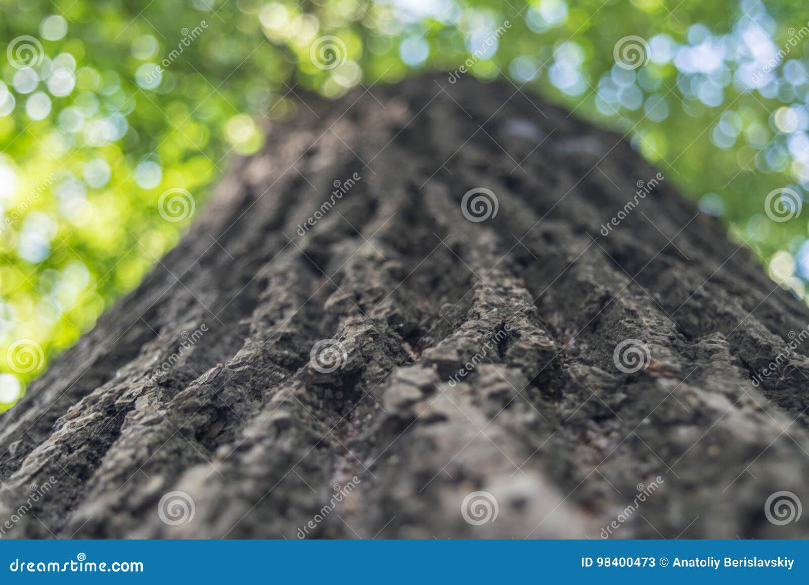 Bottom view of an old tree stock image. Image of coniferous - 98400473