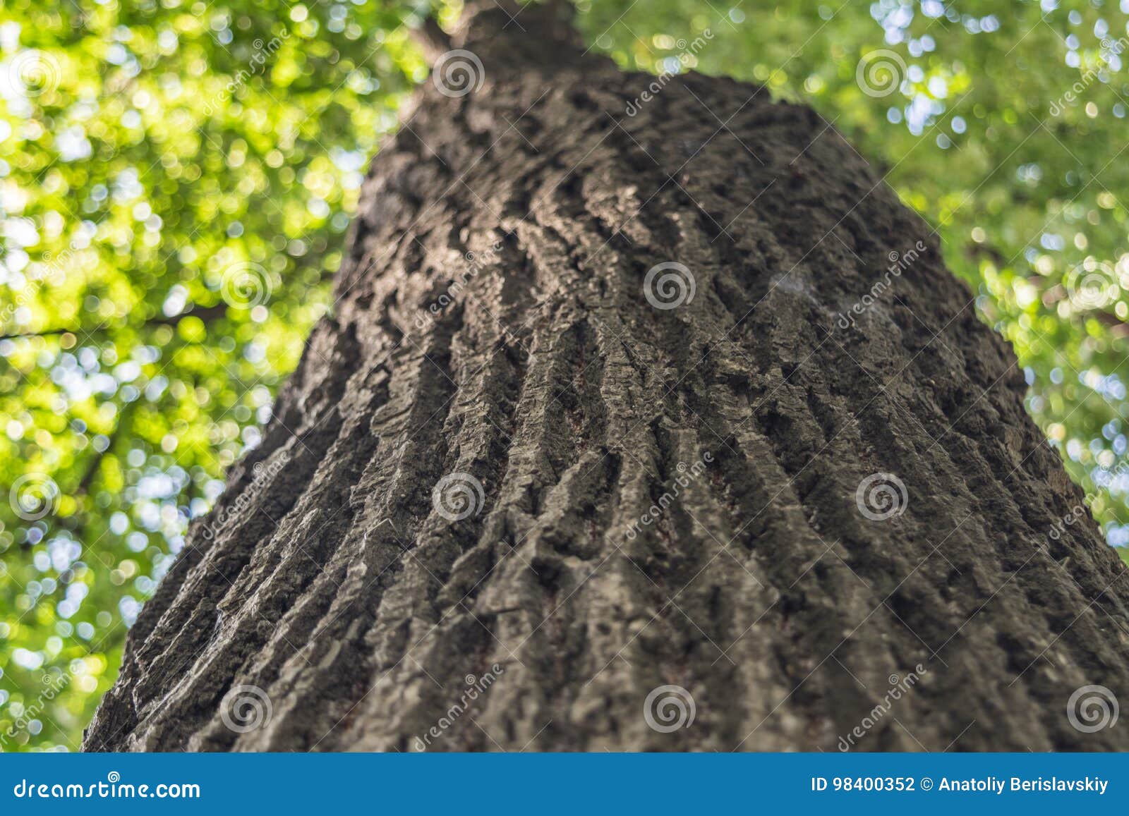 Bottom view of an old tree stock photo. Image of green - 98400352