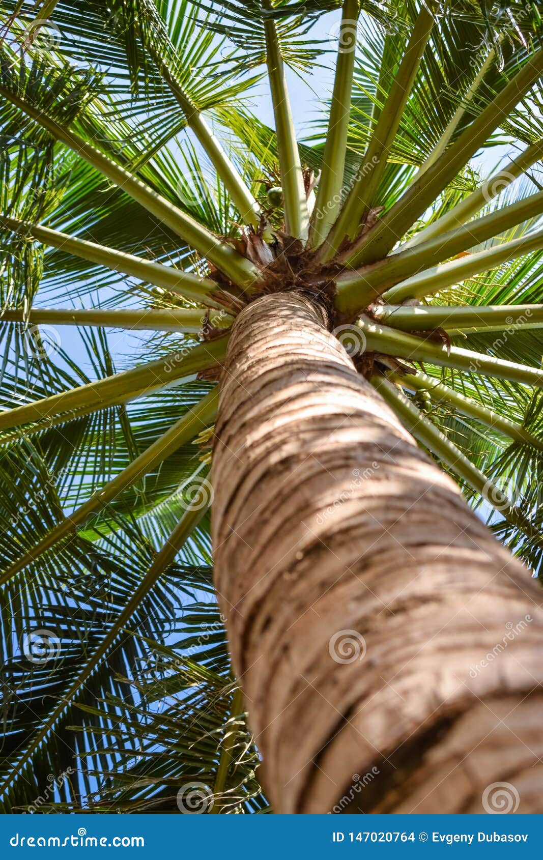 Bottom View at Palm with Spreading Branches Stock Photo - Image of leaf ...