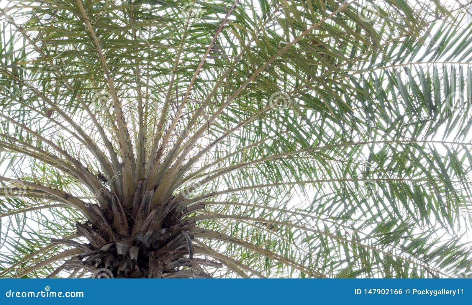 Bottom view of palm stock photo. Image of bottom, palm - 147902166