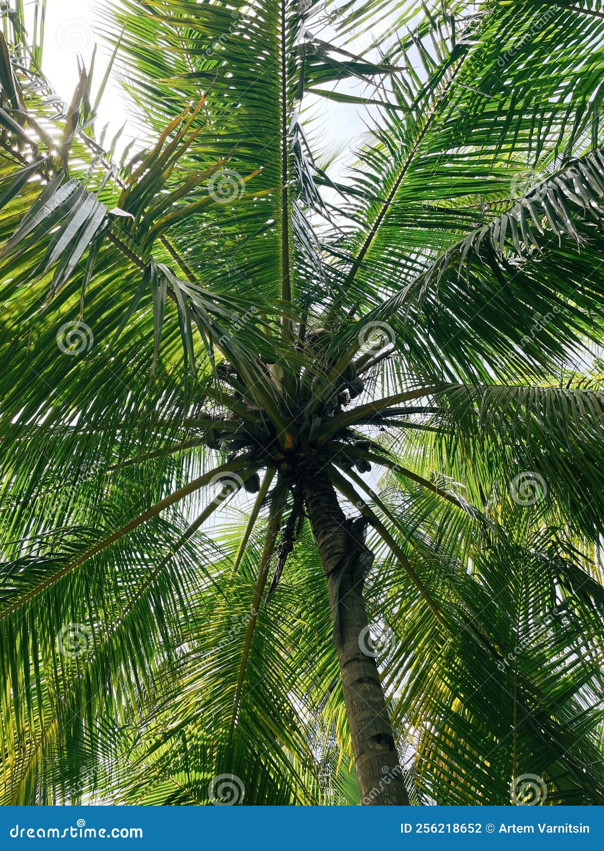 Bottom View of Palm Tree with Big Leaves Stock Photo - Image of palm ...