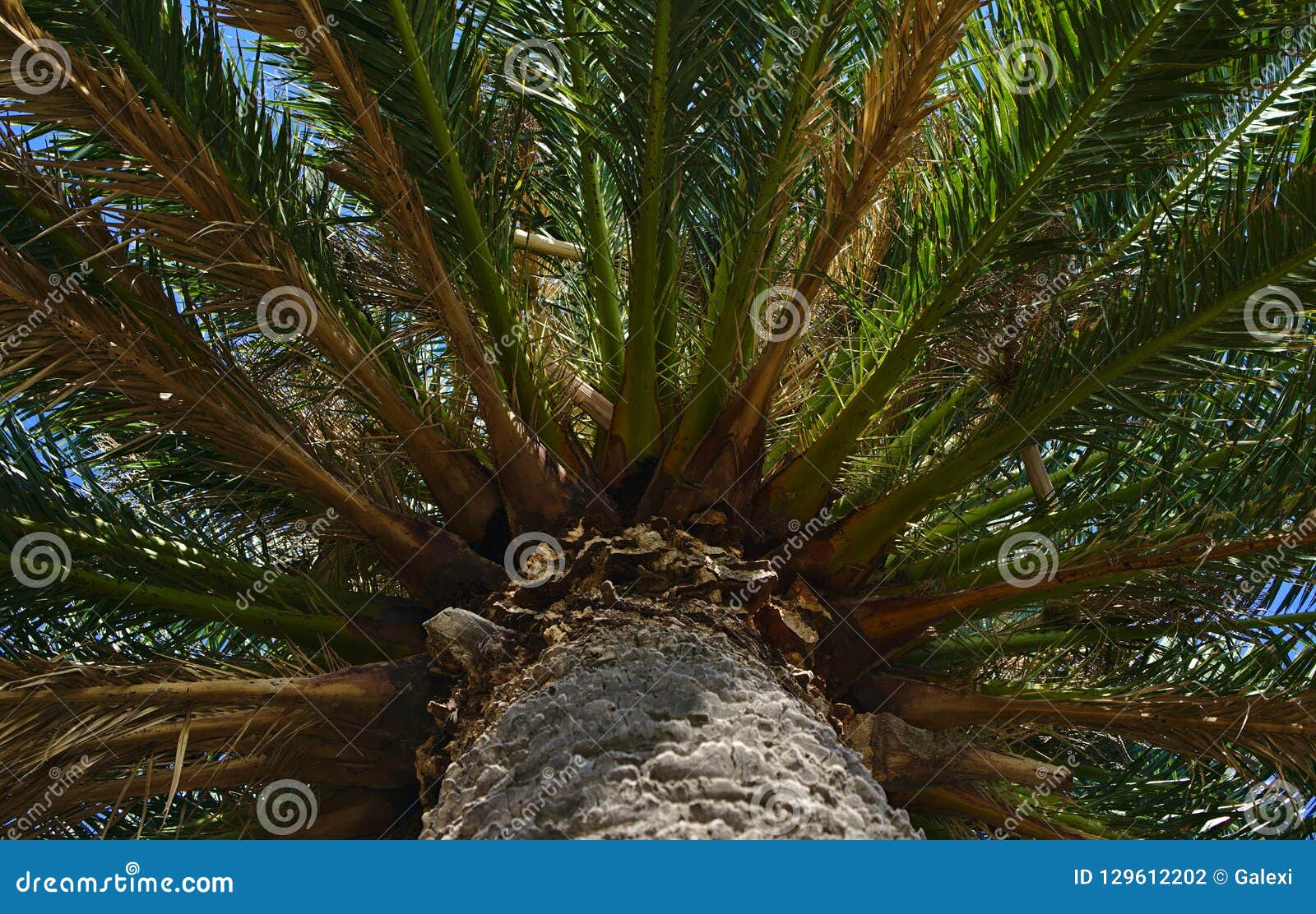 Bottom view of a Palm Tree stock photo. Image of climate - 129612202