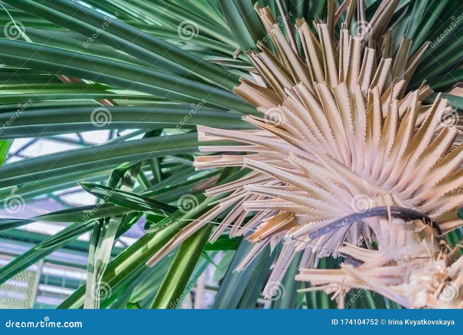 Bottom View of Palm Tree in Green House Stock Photo - Image of forest ...