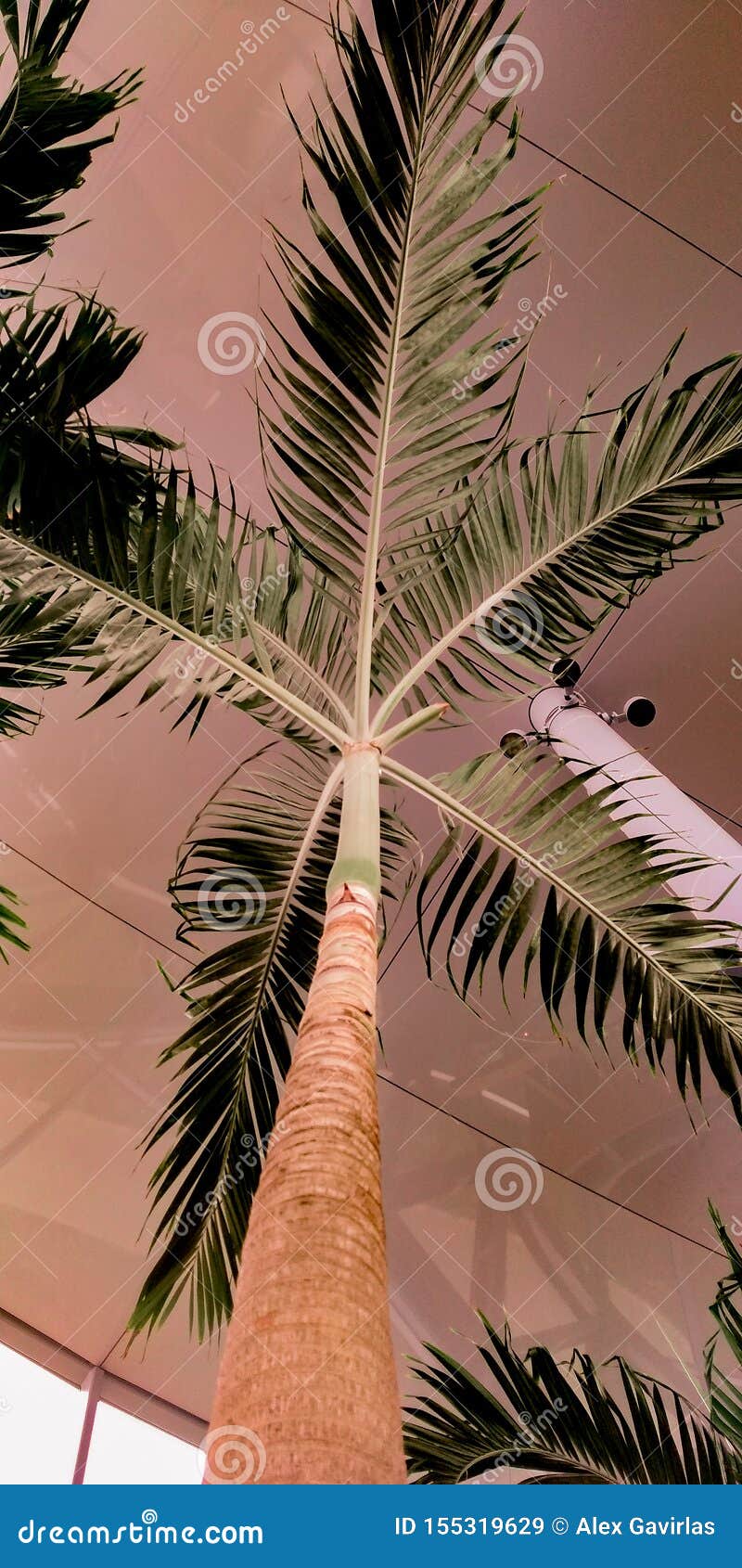 Bottom View of Palm Tree Indoors Stock Image - Image of beach, vacation ...