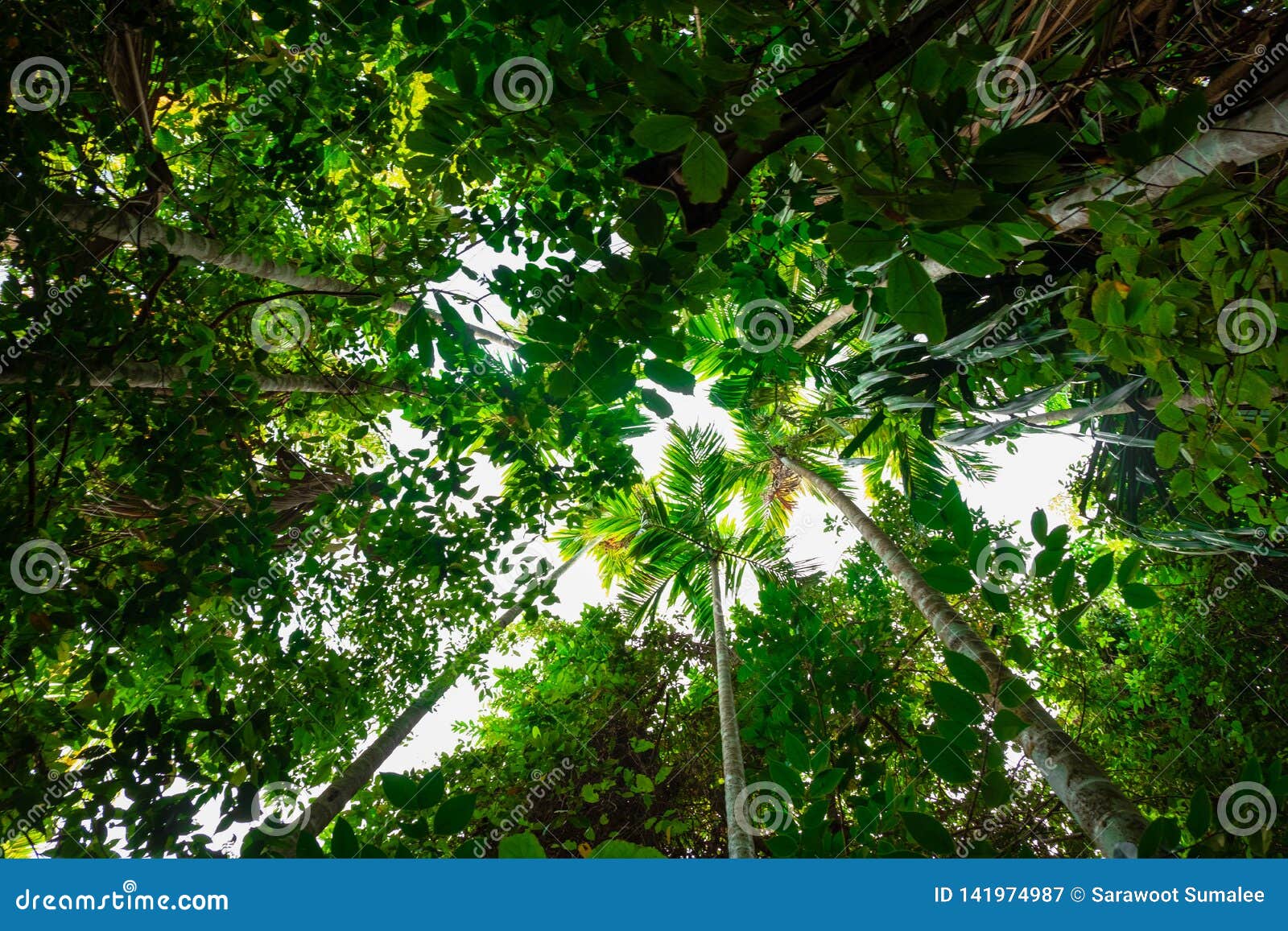 Bottom View Palm Tree in Jungle and Branches.forest and Environment ...