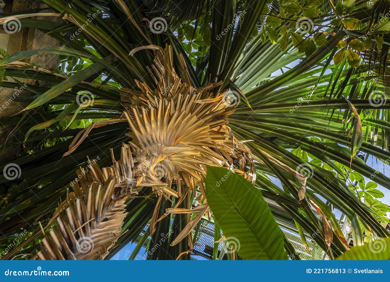 Bottom View of Palm Tree, Natural Exotic Green Background. Stock Image ...