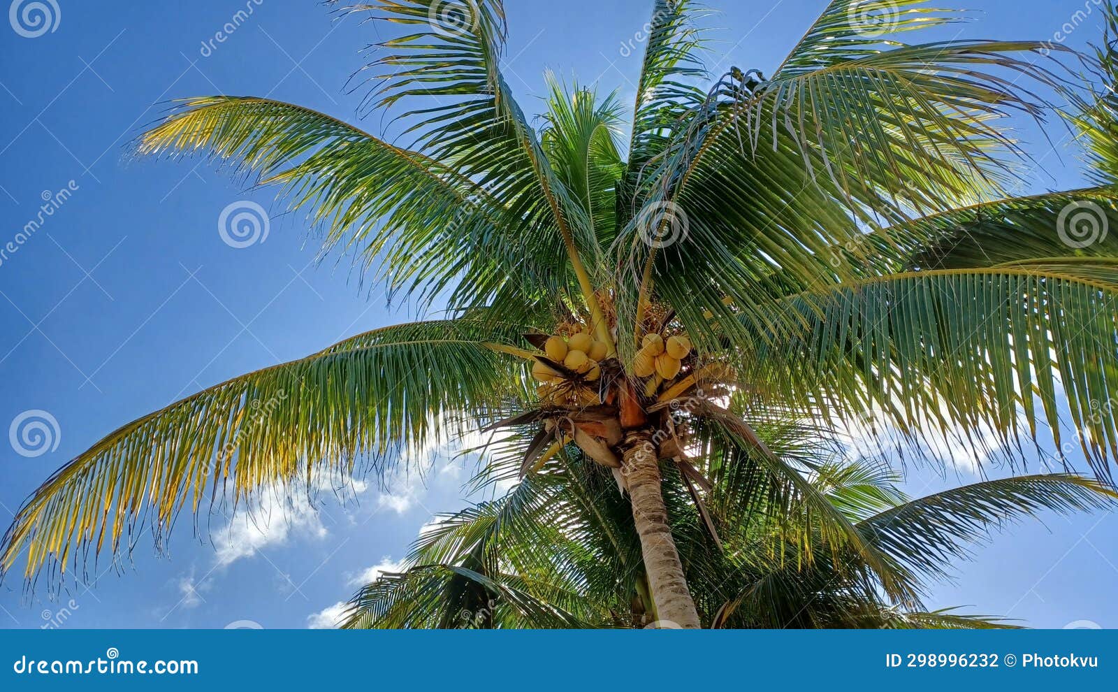Palm Tree View on a Sunny Day Stock Photo - Image of nature, resort ...