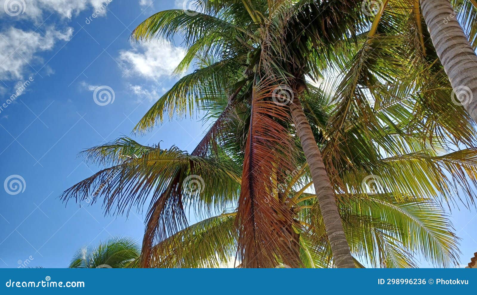 Palm Tree View on a Sunny Day Stock Photo - Image of garden, tourism ...