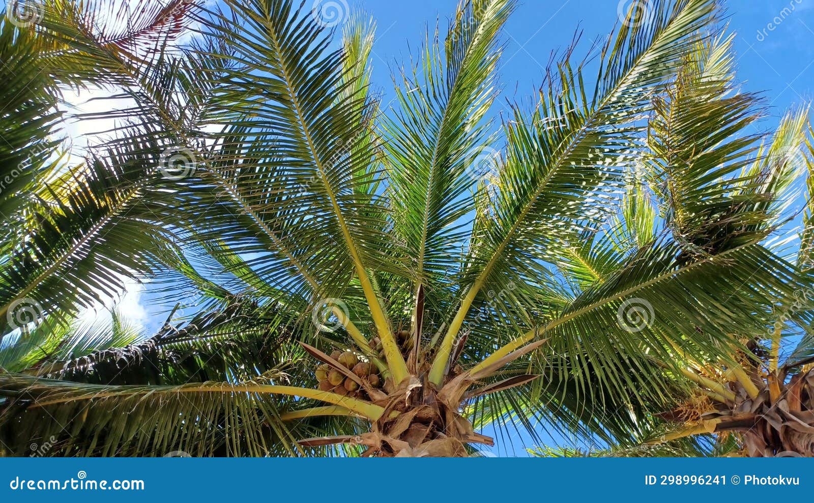 Palm Tree View on a Sunny Day Stock Image - Image of summer, exotic ...