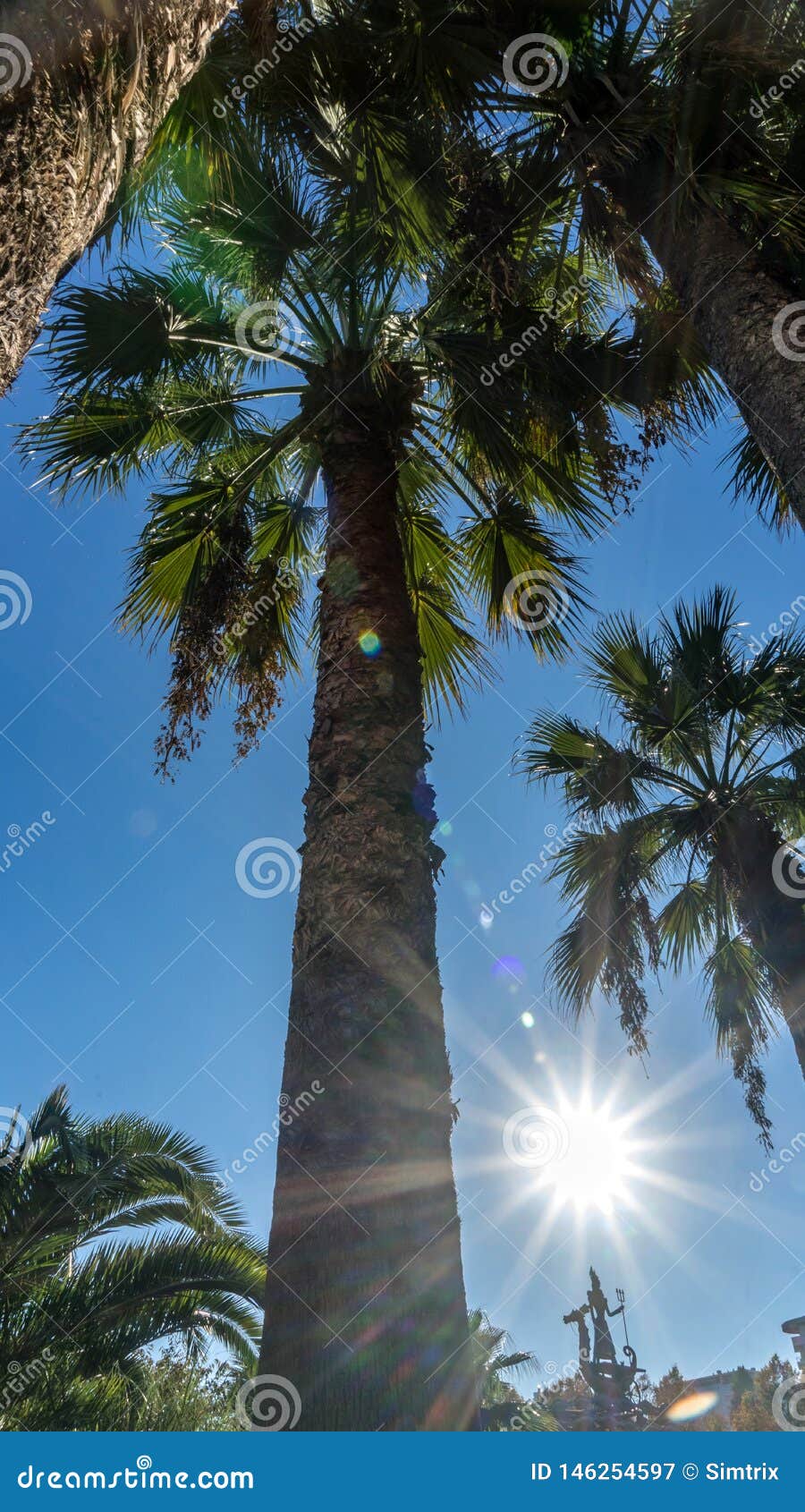 Bottom View of the Palm Tree with Sunshine. Sochi, Russia Stock Image ...
