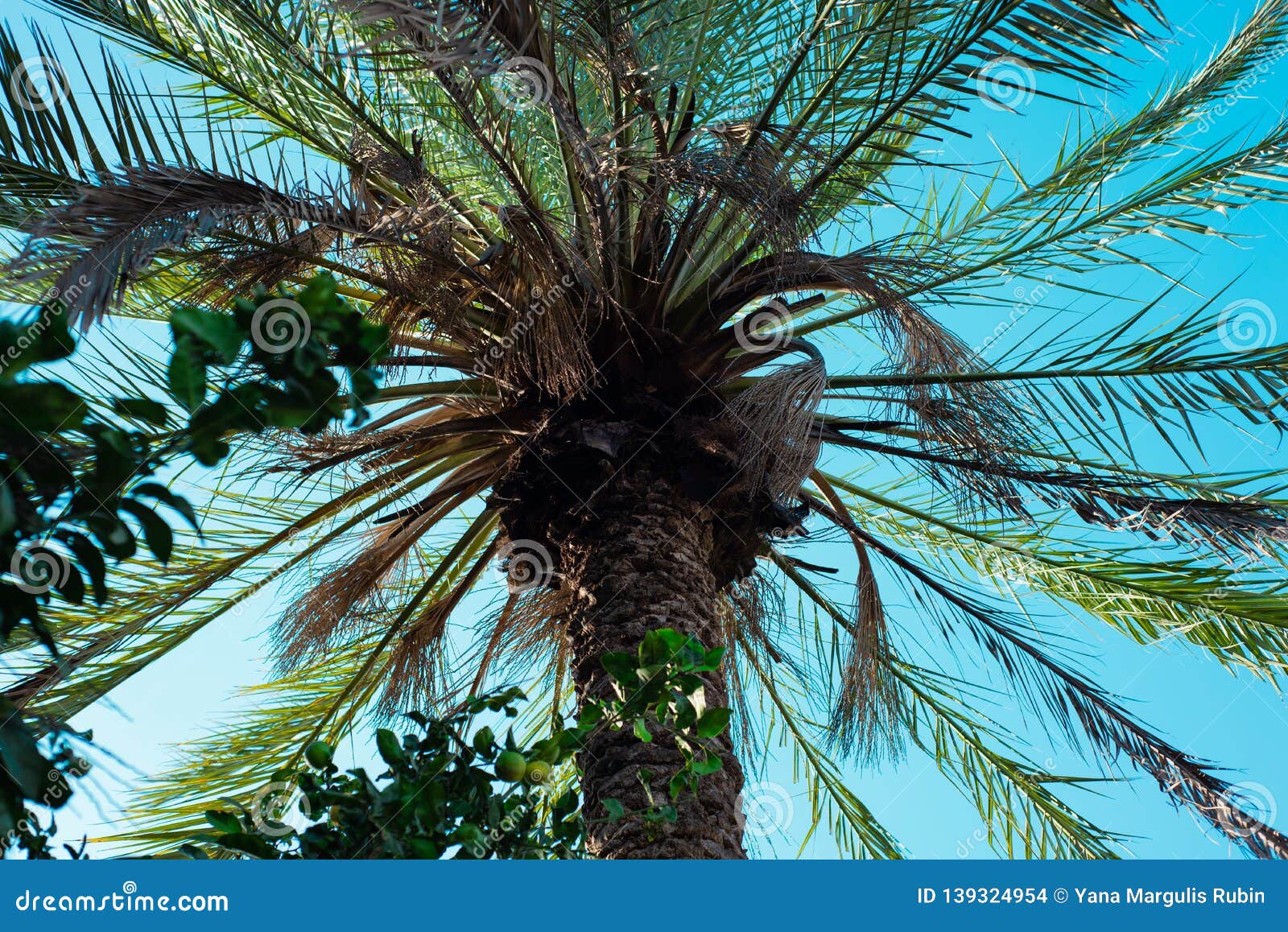 Bottom view of a palm tree stock photo. Image of beauty - 139324954