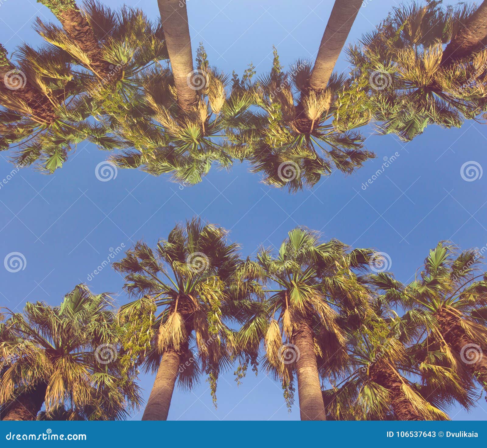 Bottom view palm trees stock image. Image of flora, trees - 106537643