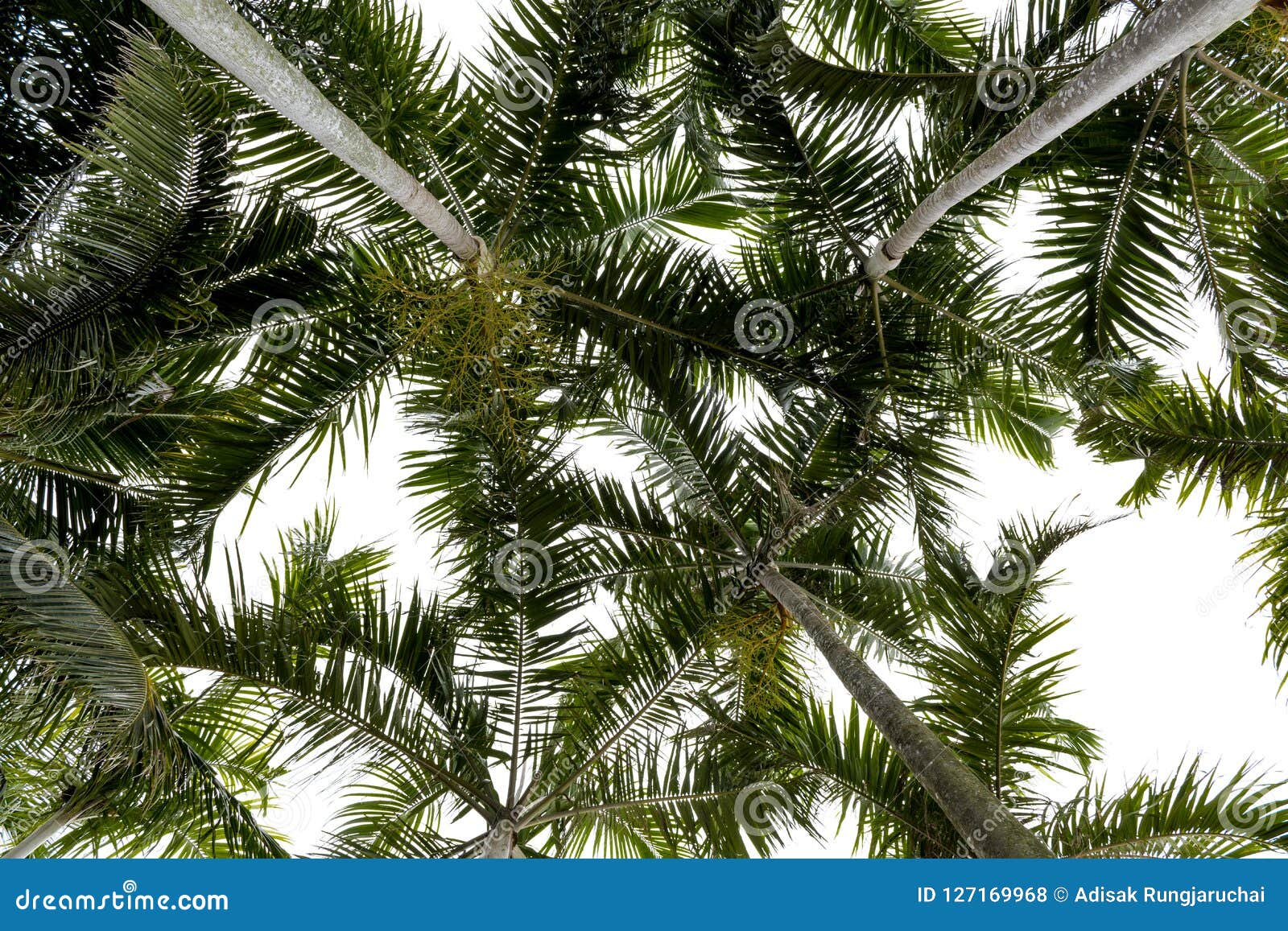 A Bottom View of Palm Trees from the Beach. Stock Photo - Image of ...