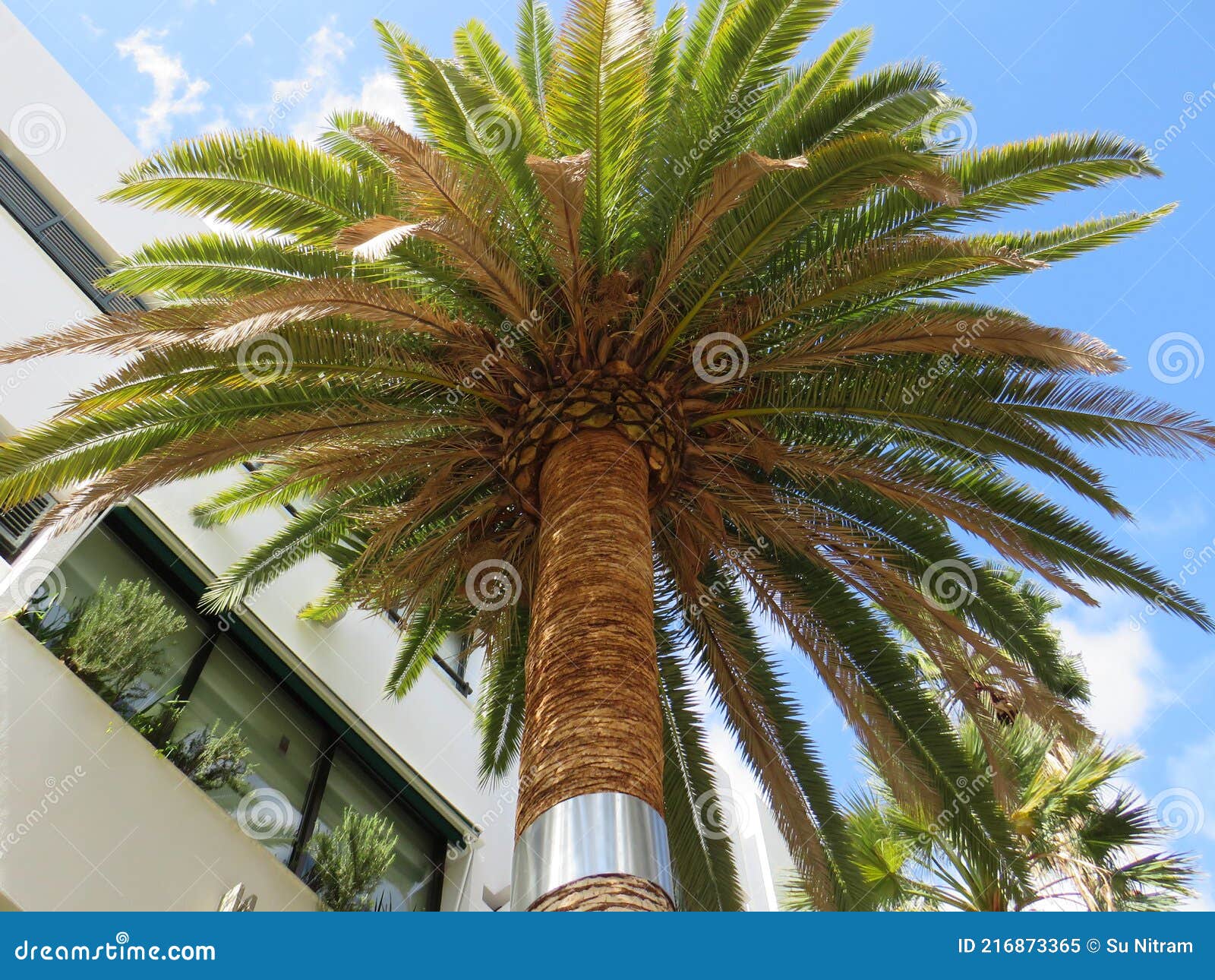Bottom View of Palm Trees and Building Facade. Blue Sky and Palm Tree ...