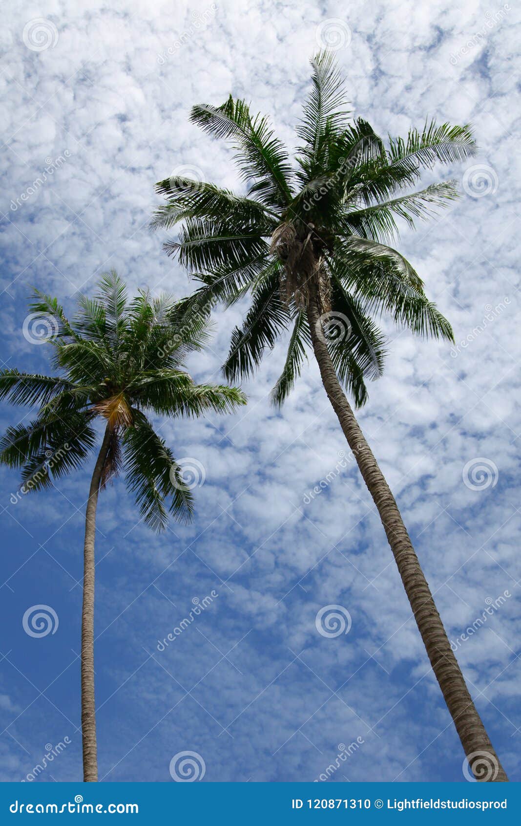 Bottom View of Palm Trees in Front of Stock Photo - Image of growth ...