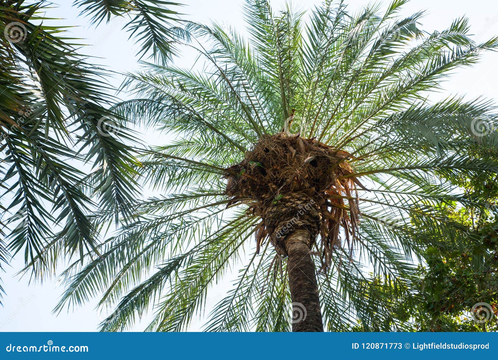 Bottom view of palms under stock image. Image of climate - 120871773