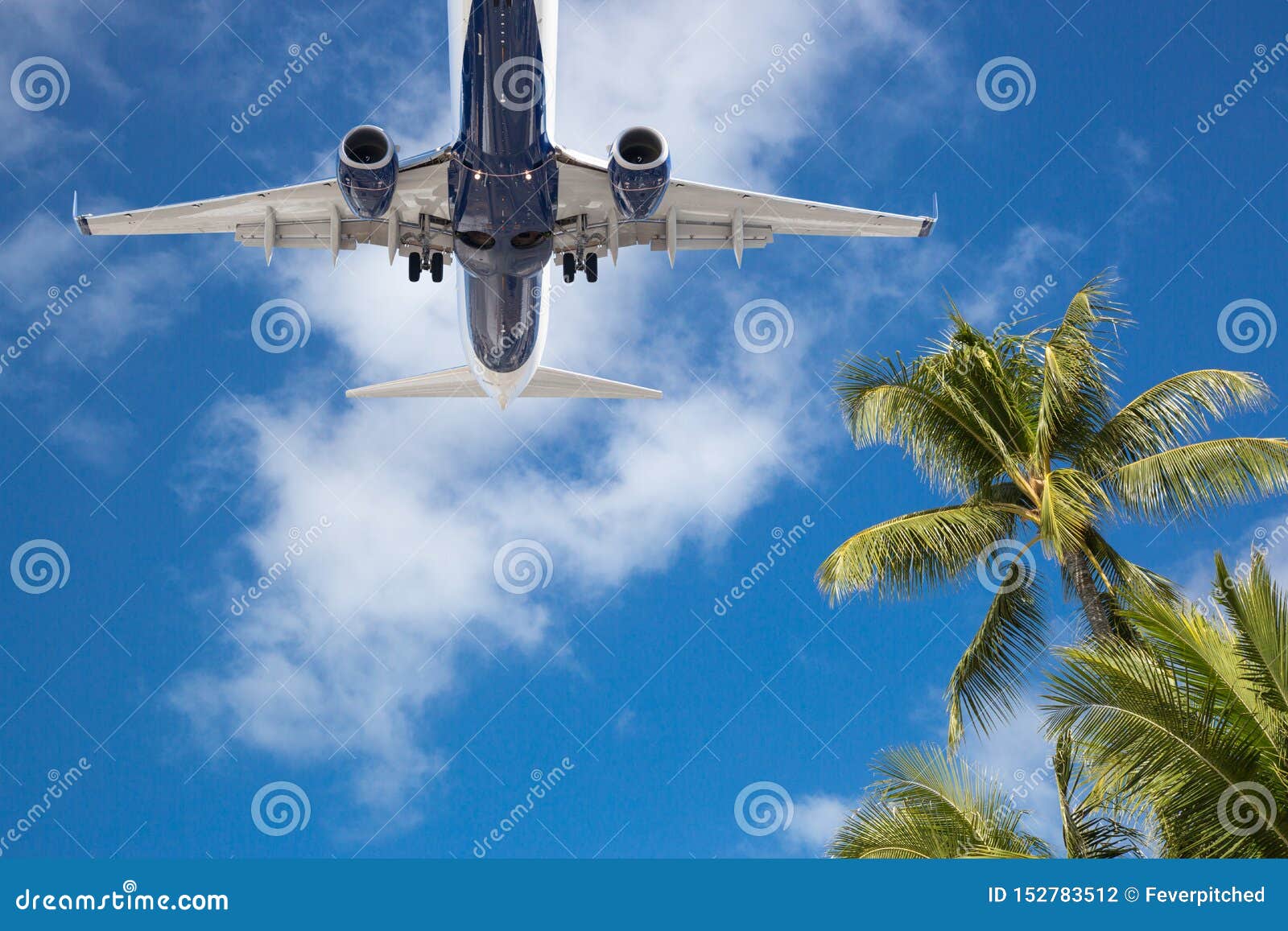 Bottom View of Passenger Airplane Flying Over Tropical Palm Trees Stock ...