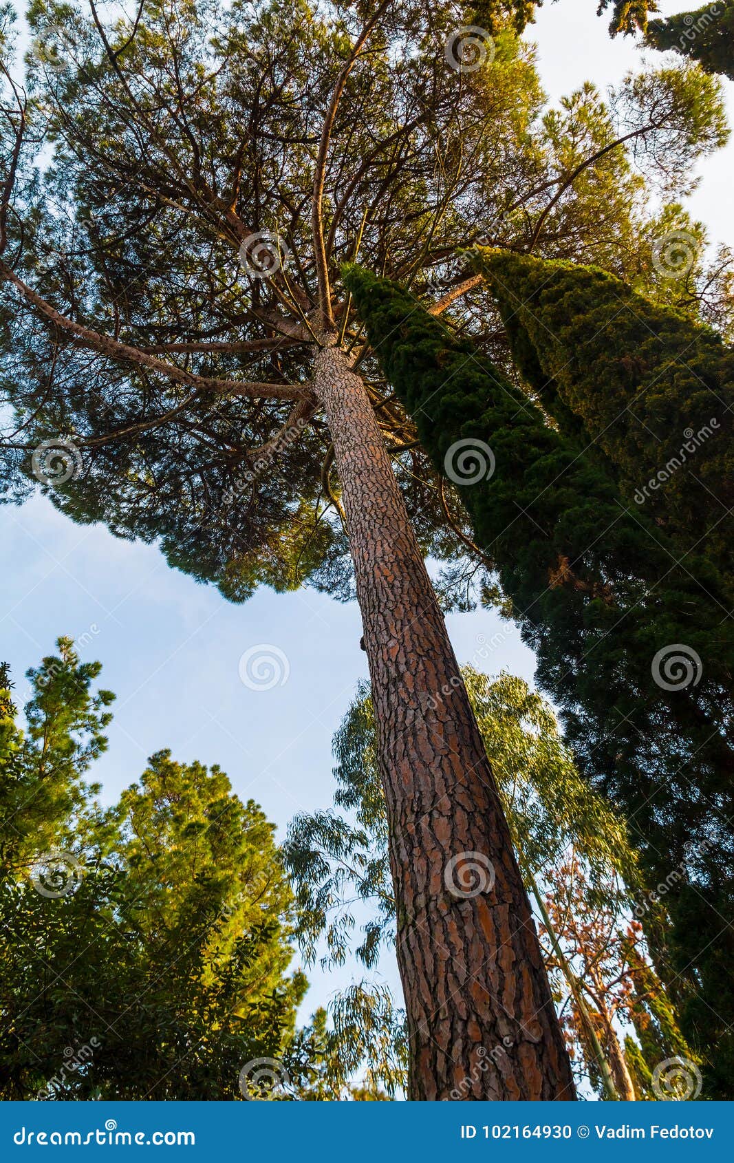 Bottom view of pine tree stock photo. Image of bottom - 102164930