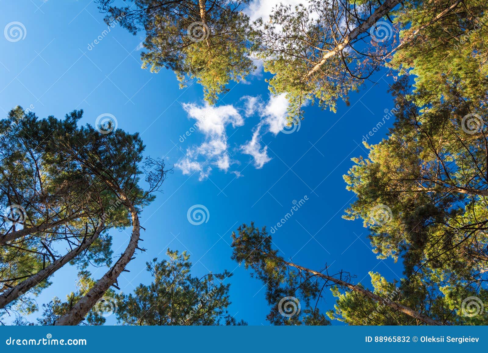 Bottom view of pine tree stock photo. Image of tall, trunk - 88965832