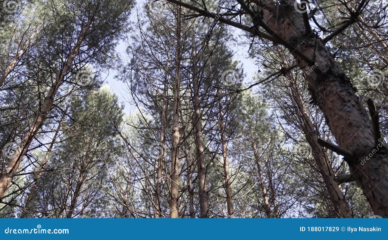 Bottom View of Pine Tree in Forest. Big and Tall Pine Tree when Looking ...