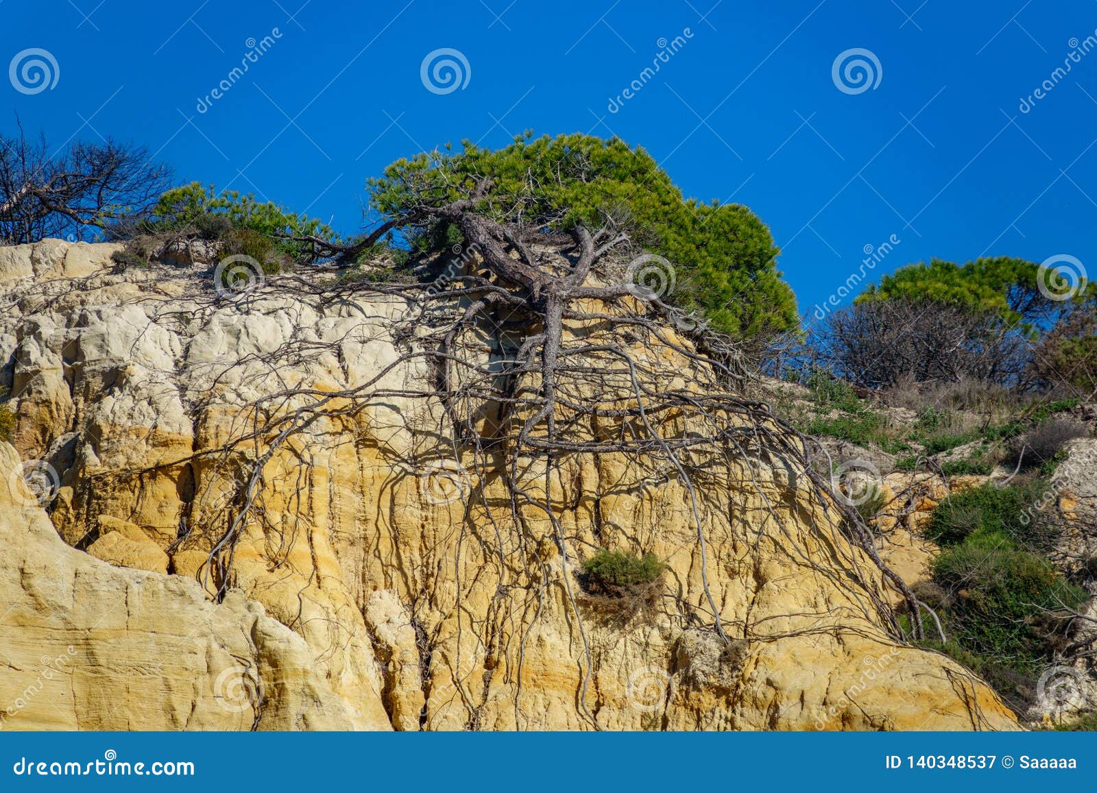 Bottom View of Pine Tree Roots after Landside Stock Image - Image of ...