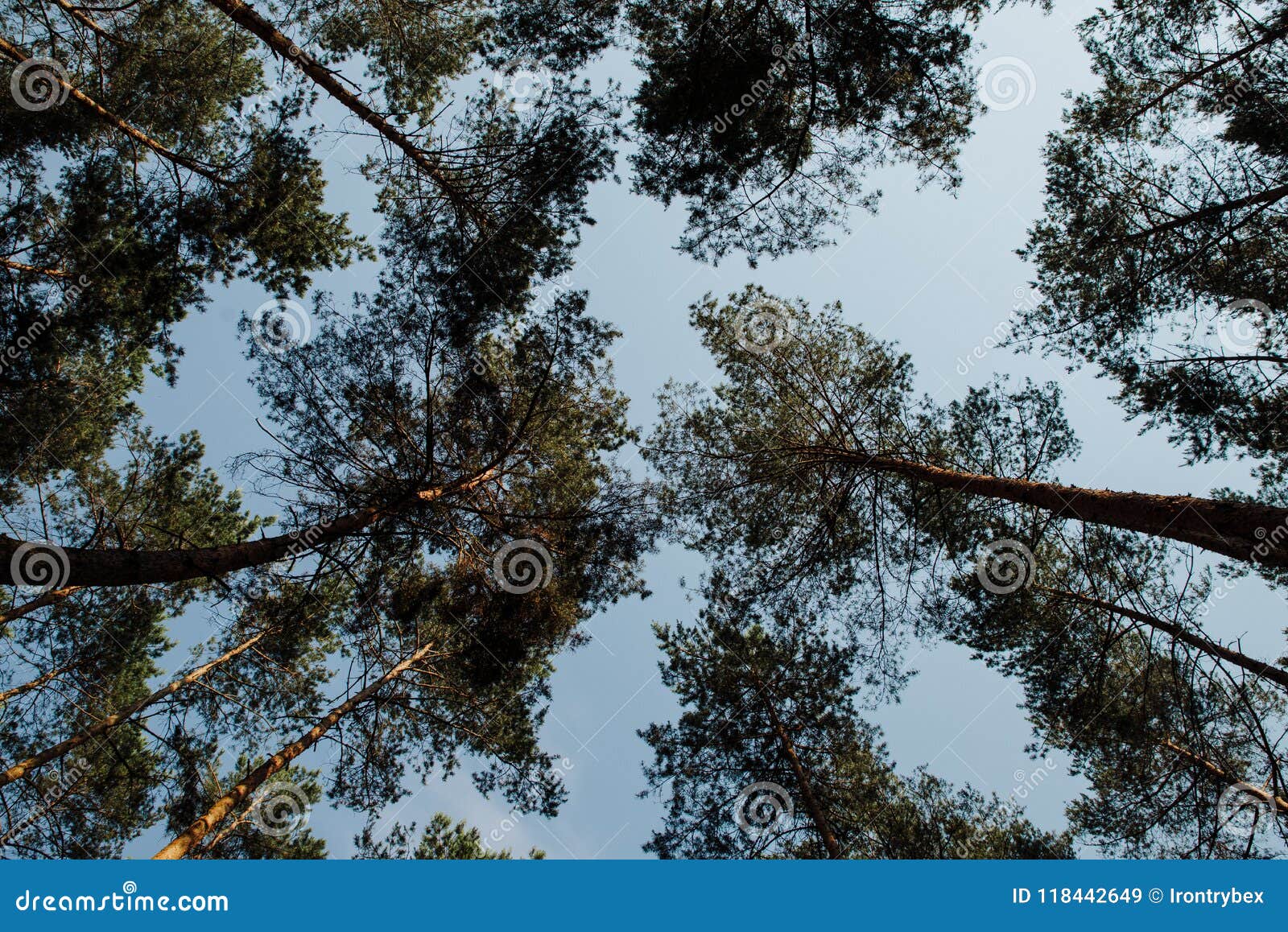 Bottom View of the Pine Trees Against the Clear Sky, Stock Image ...