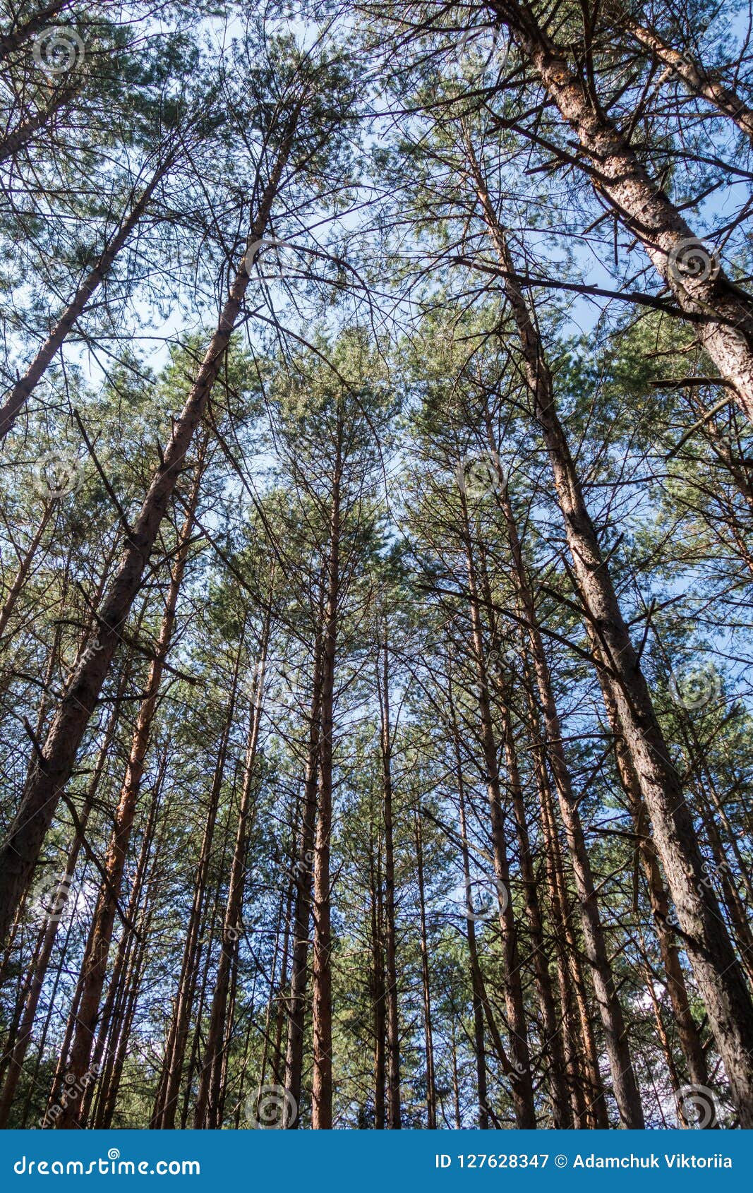 Bottom View of Pines and Blue Sky. Vertical Stock Image - Image of ...