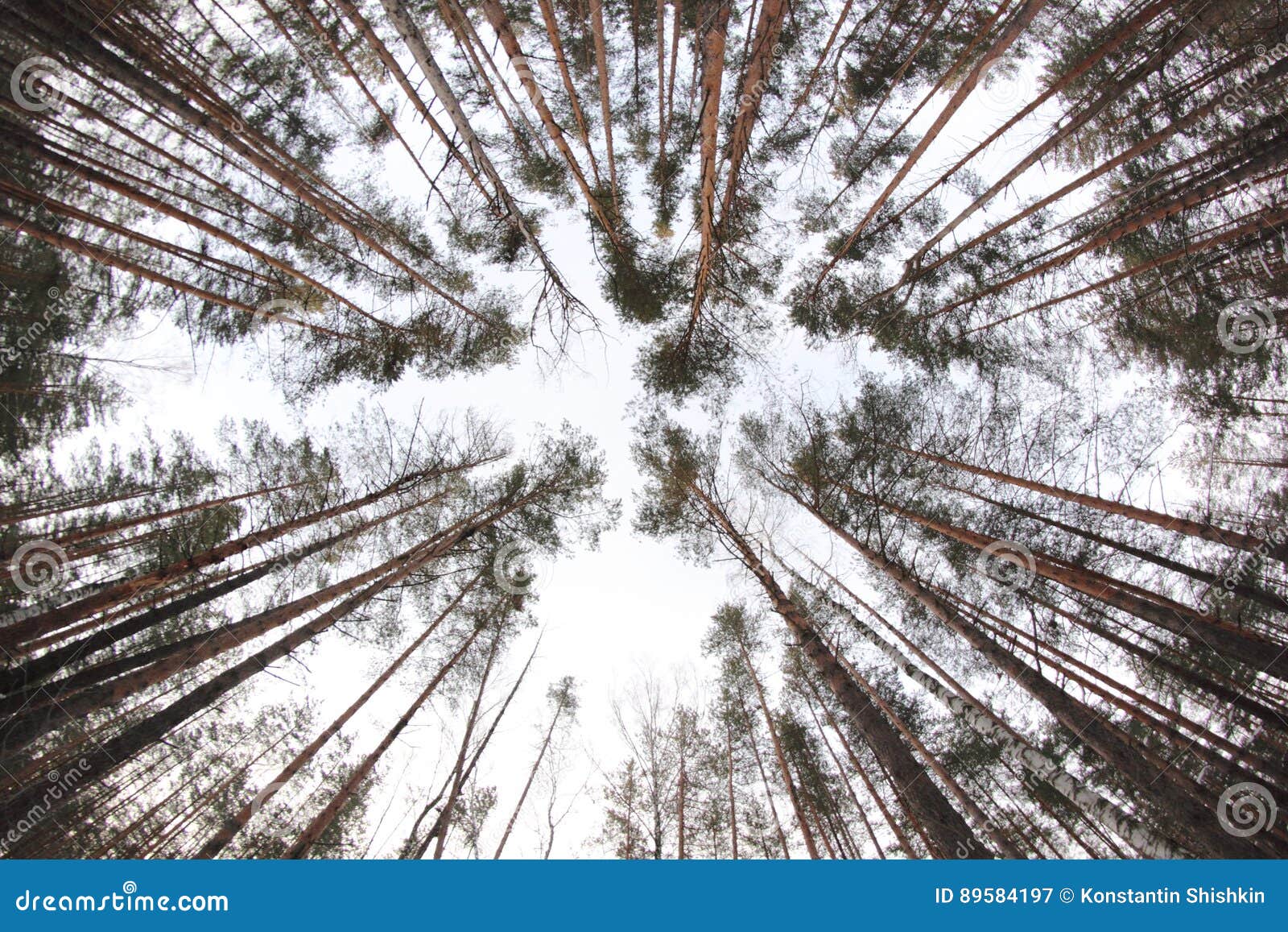 Bottom View of Pines in Winter Forest - Fish-eye View Stock Image ...