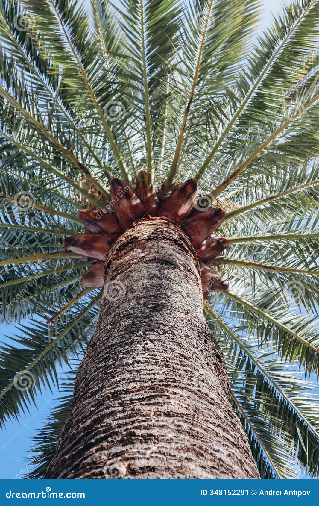 Bottom View of a Powerful Trunk of a Palm Tree Stock Image - Image of ...