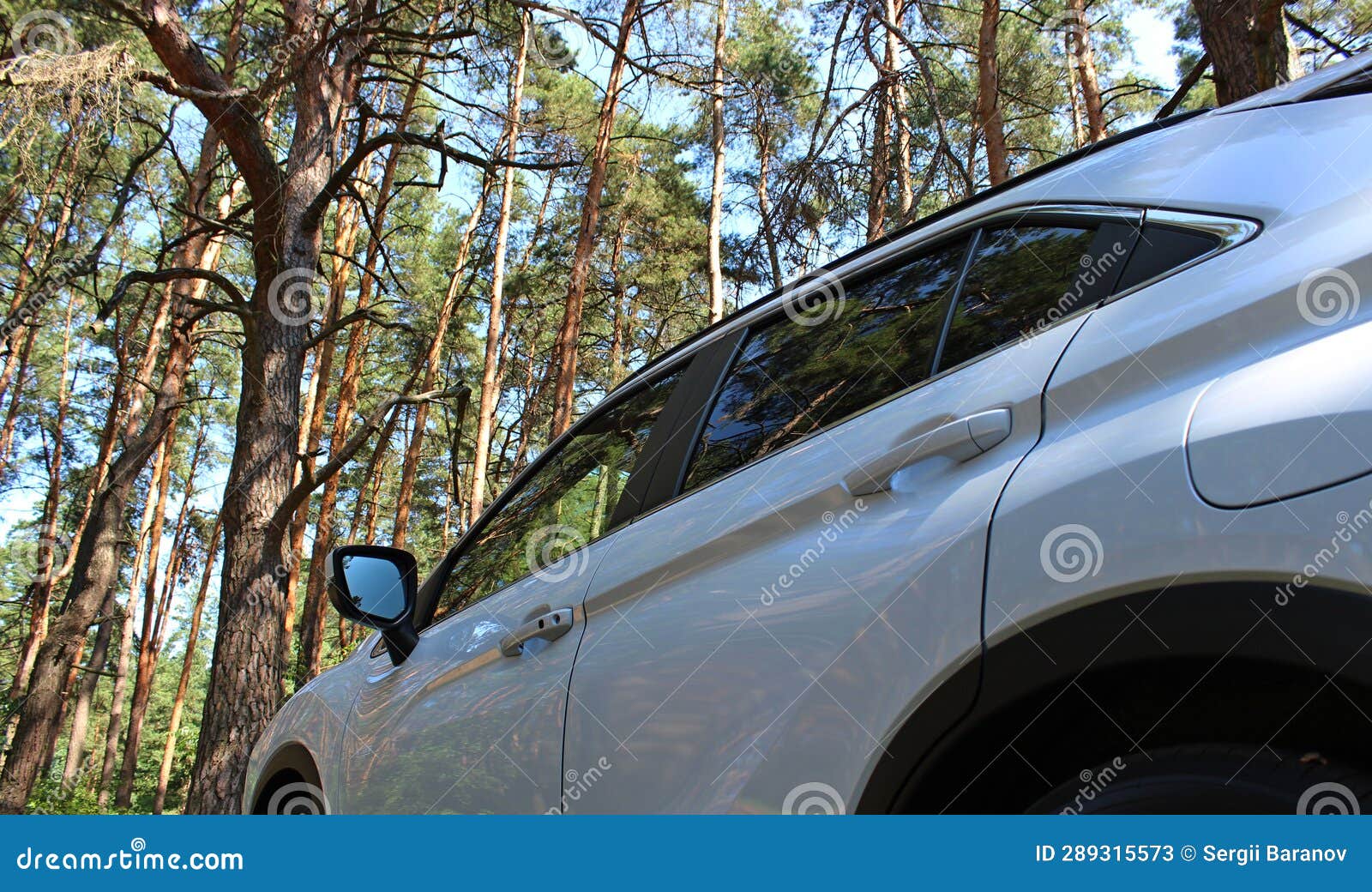 Bottom View from the Rear Wheel of a Car in a Pine Forest Stock Image ...